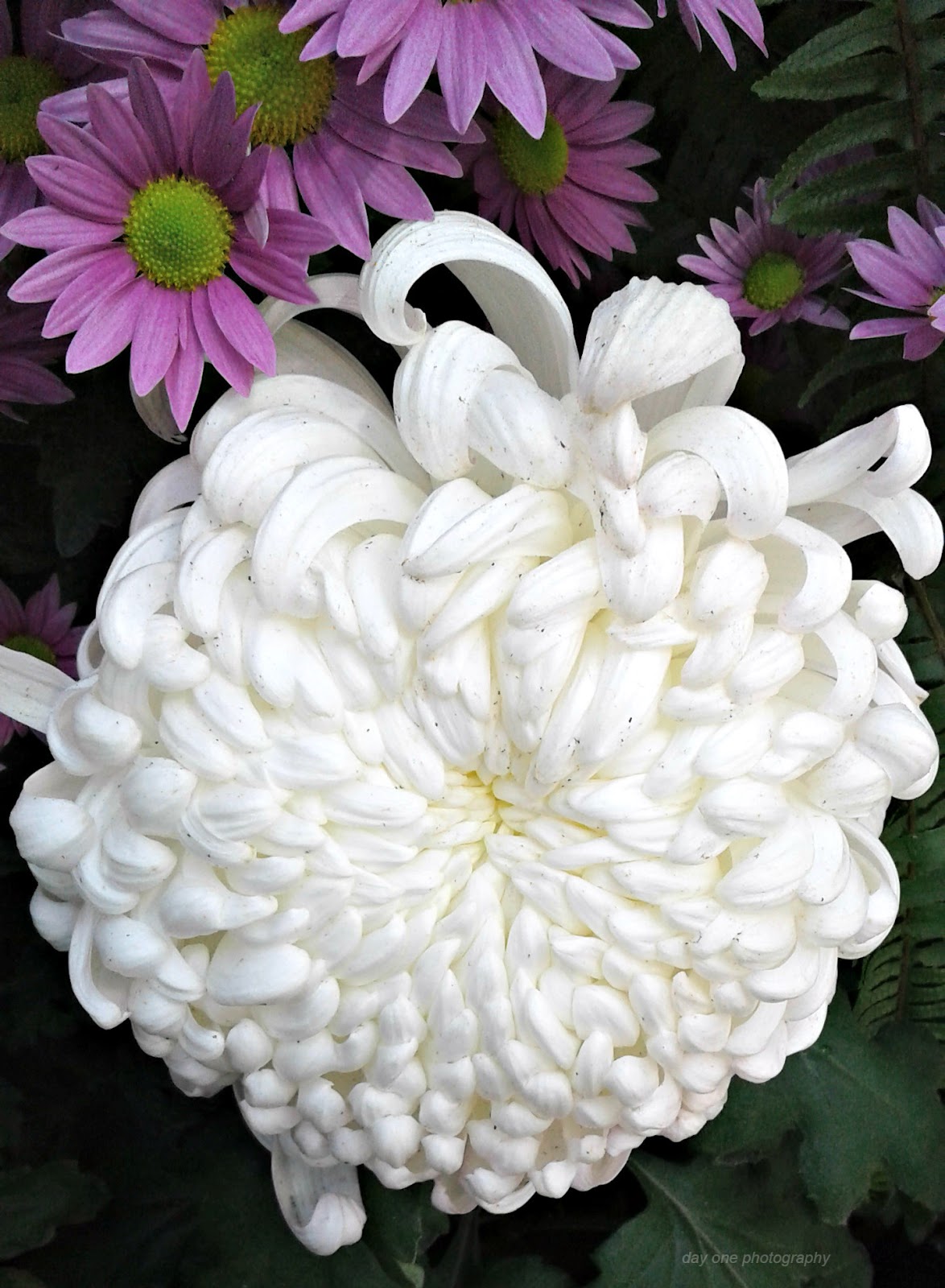 Day One Photography: White Mum