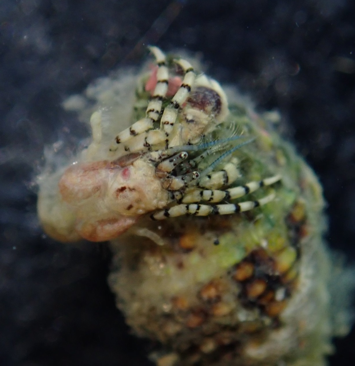 Species New to Science: [Crustacea • 2018] Diogenes spongicola • A New ...