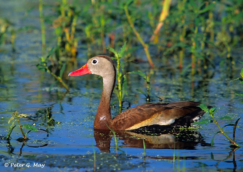 Bellas Aves de El Salvador: Dendrocygna autumnalis (pichiche o pishishe ...