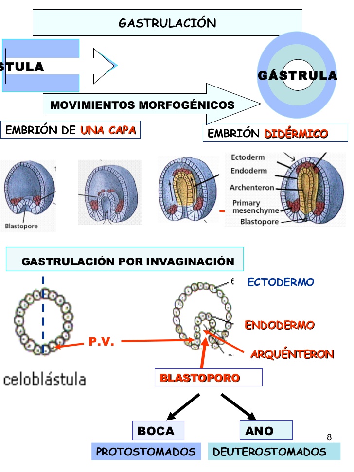 Info animales: FILOGENIA, el árbol de los consensos en los invertebrados