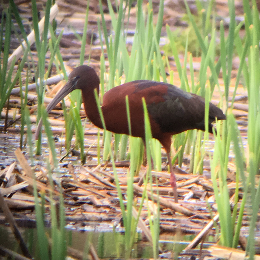 Portland Birder: Glossy Ibis