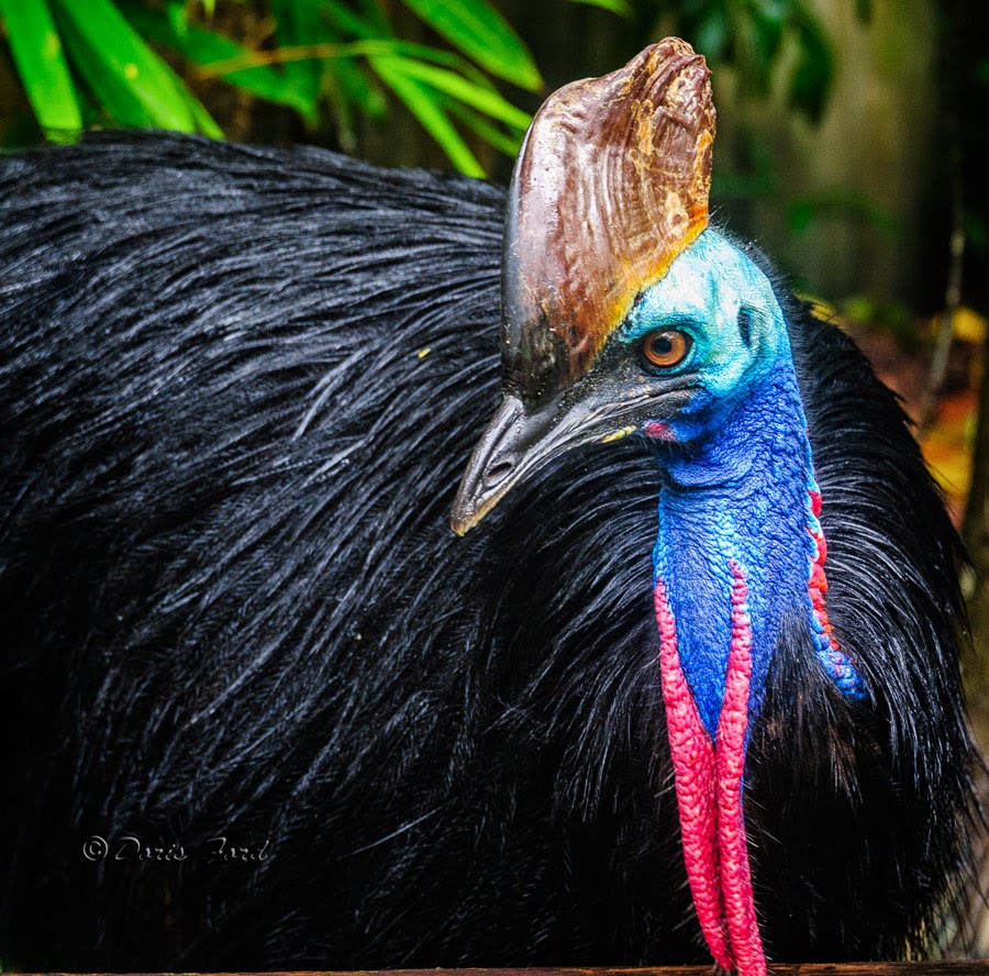 CASSOWARY photos - wallpapers (ανανεωμένο) | the fun bank