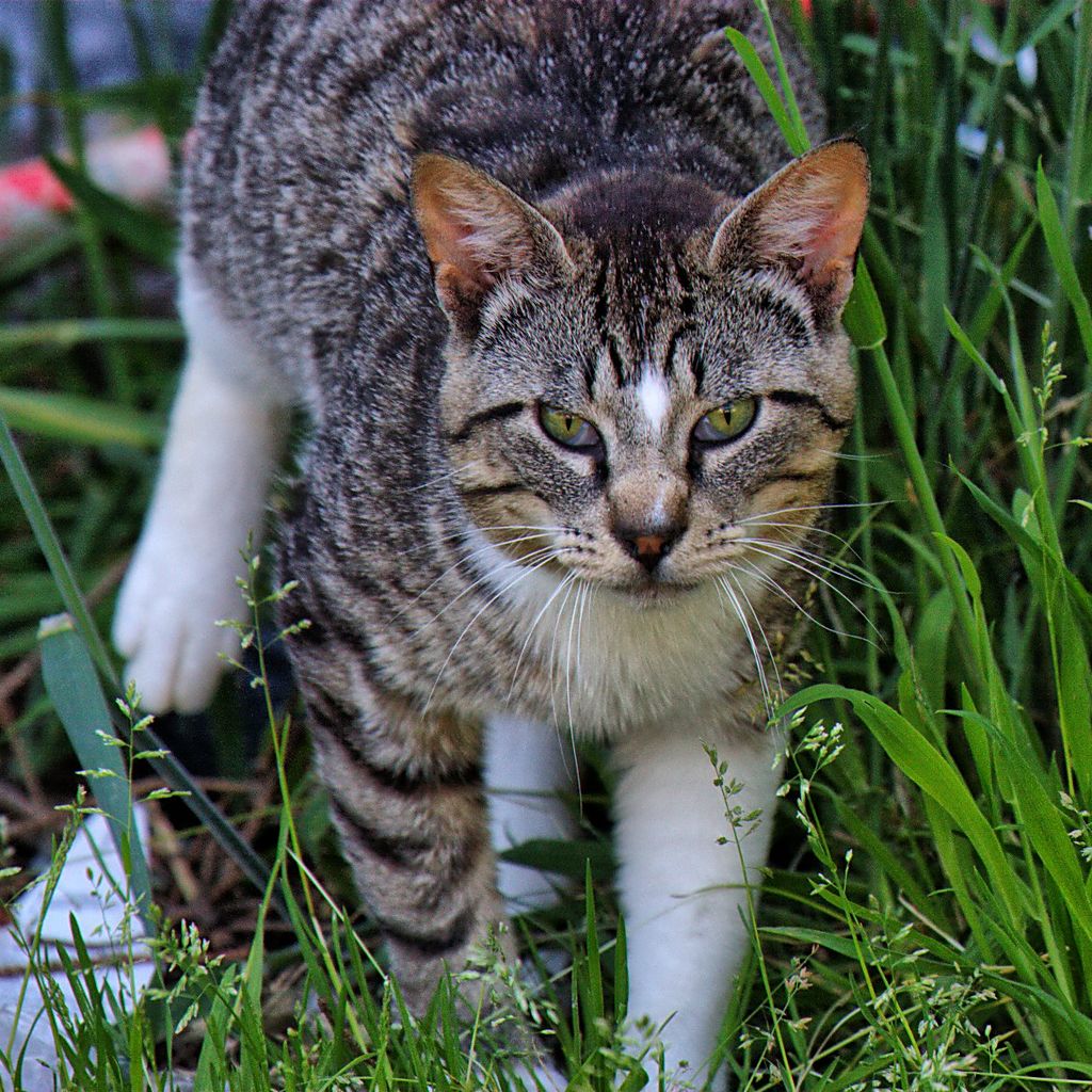 Dora's Tabby Brother
