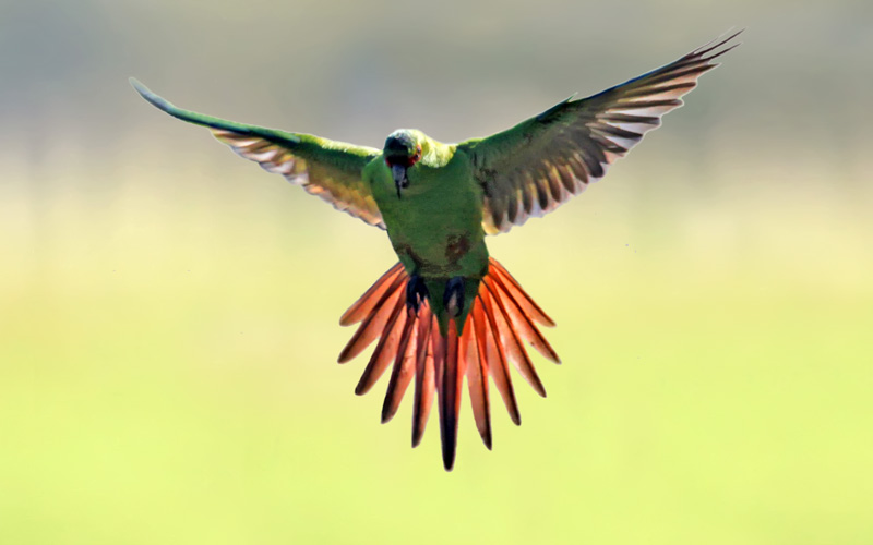 Loro verde volando - Imagui