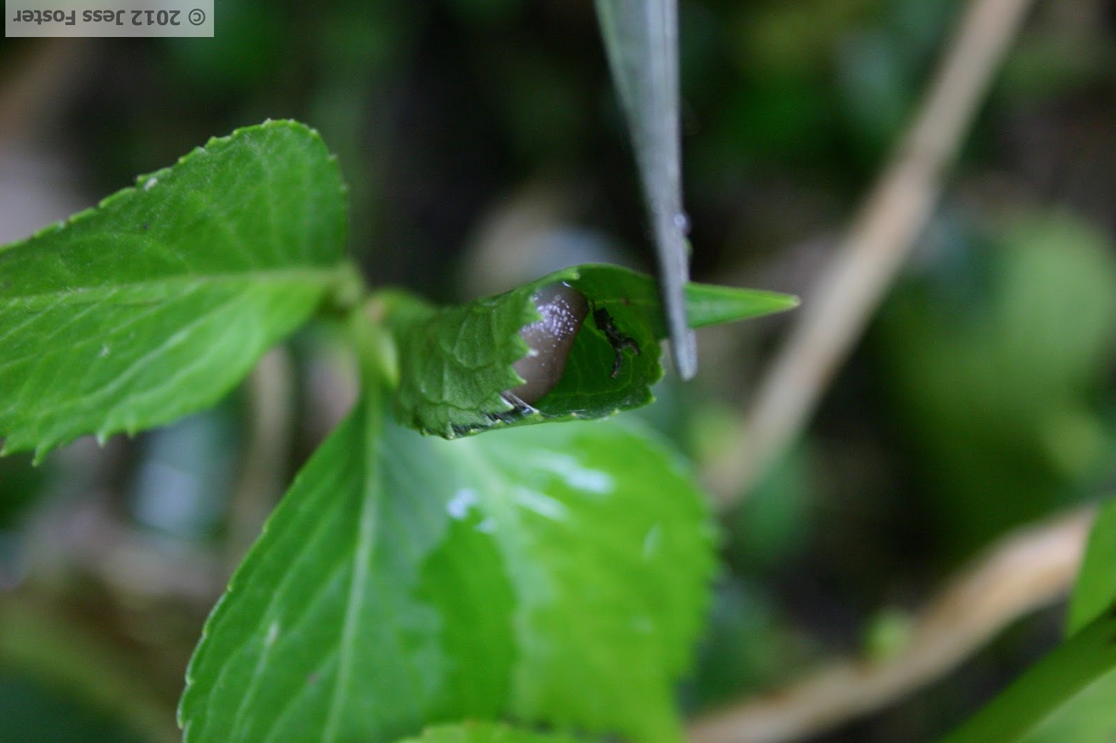 Sluggin' Along: Leaf Rollers