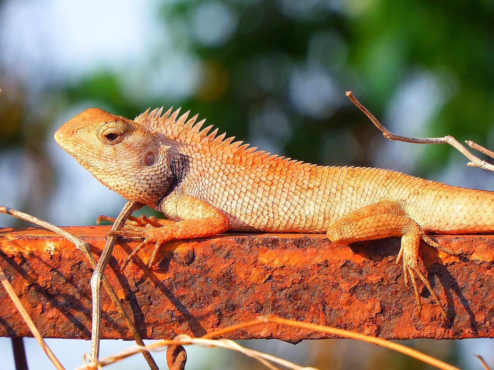 Paul Globe Trotting Holmes: ALBUM - Lizards Galore, Sihanoukville ...