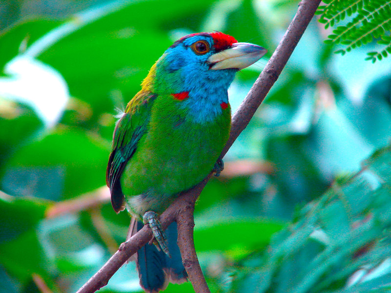 Basanta Bouri || Barbet | বাংলার পাখি