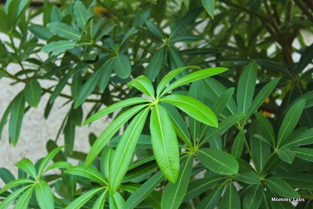 Tata Letak Daun Pada Batang (phyllotaxis/dispositio foliorum) ~ MUNAWI ...