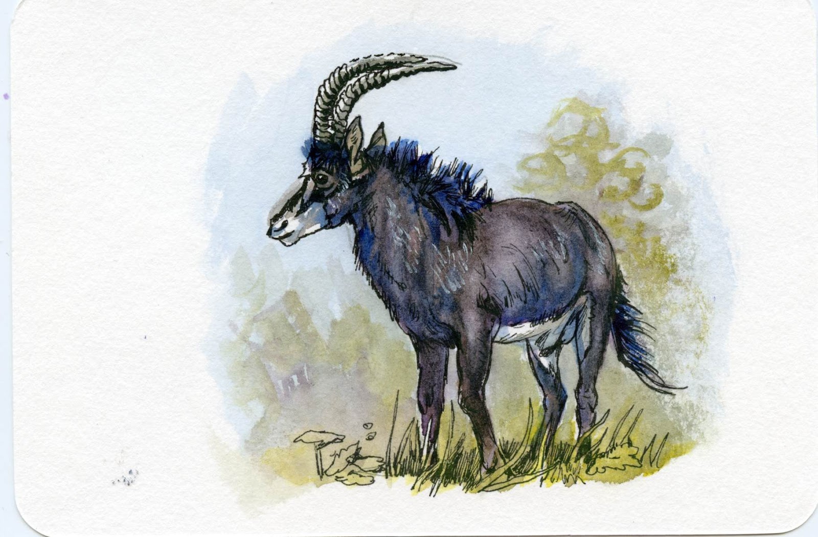 Sable Antelope Drawing