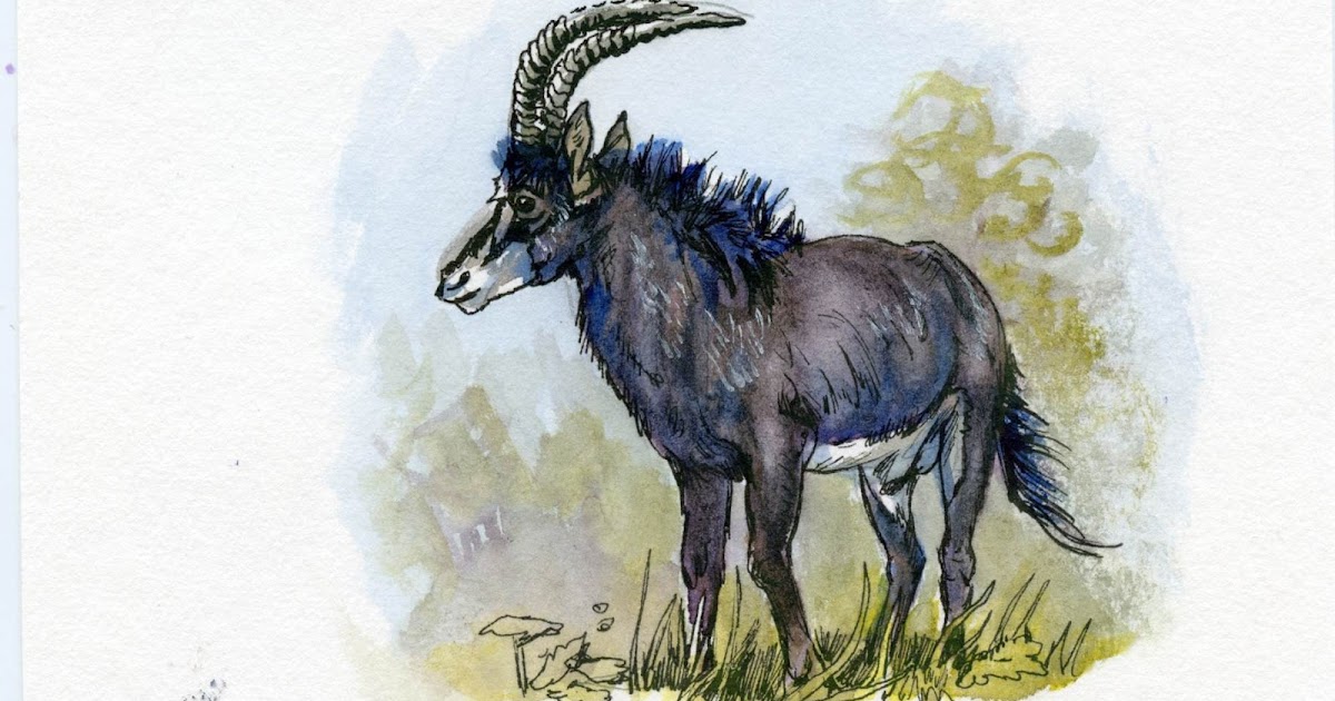Sable Antelope Drawing