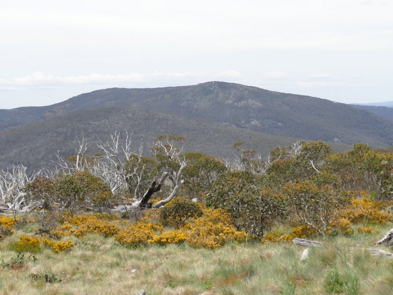 Ian Fraser, talking naturally: Mount Ginini; top of the Australian ...