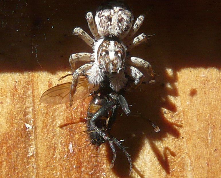 Cal Pepet del Xica, un jardí urbà al Prat de Llobregat: d’agost 2012