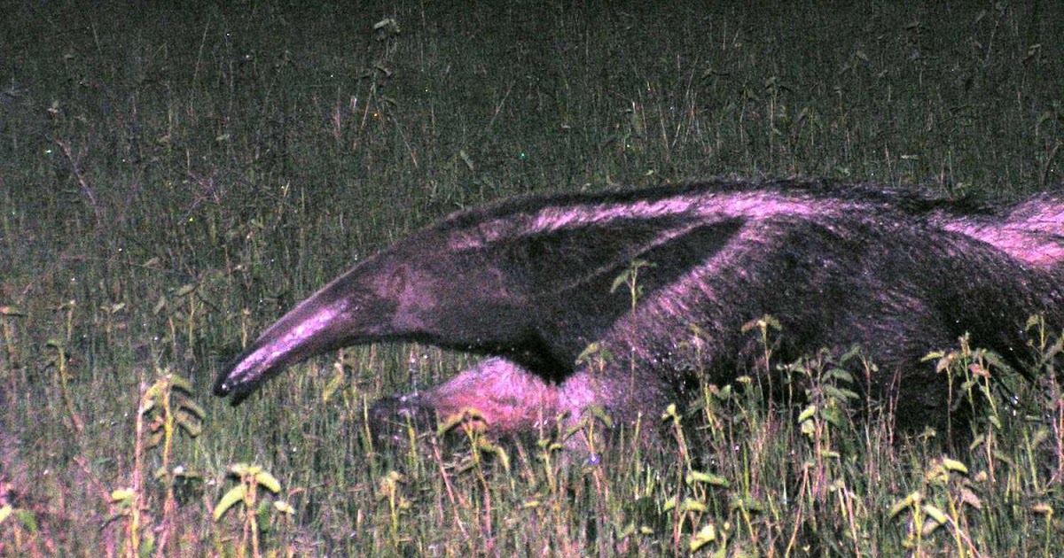 RETRATOS DEL MUNDO: Oso hormiguero o palmero (Myrmecophaga trydactila)