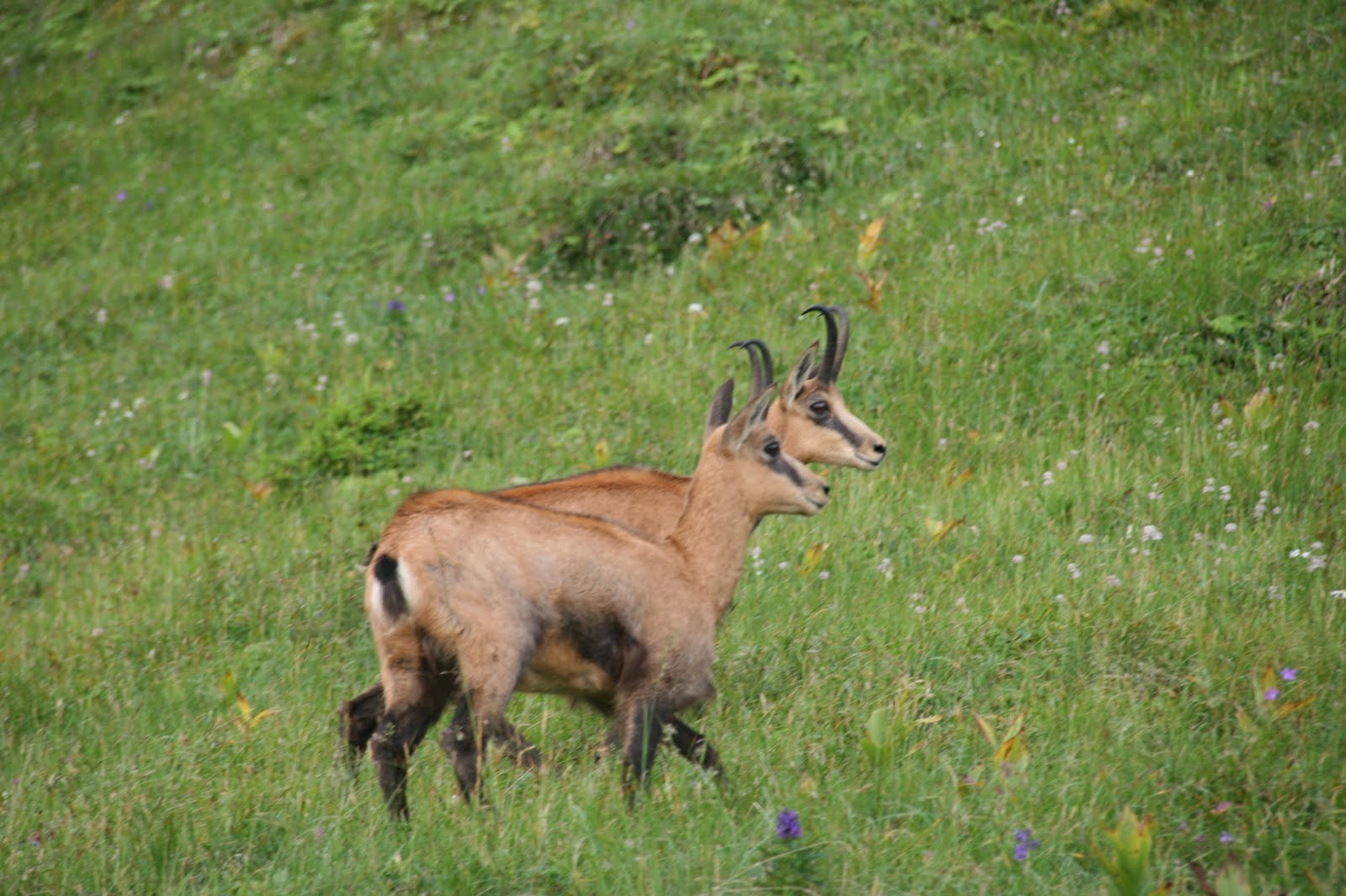 Frumusetile naturii: Capra neagră (Rupicapra rupicapra)