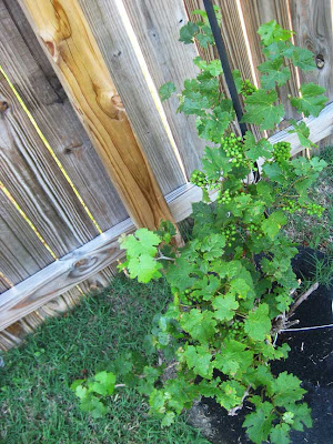 Thursday's Child: Straw Bale Gardening