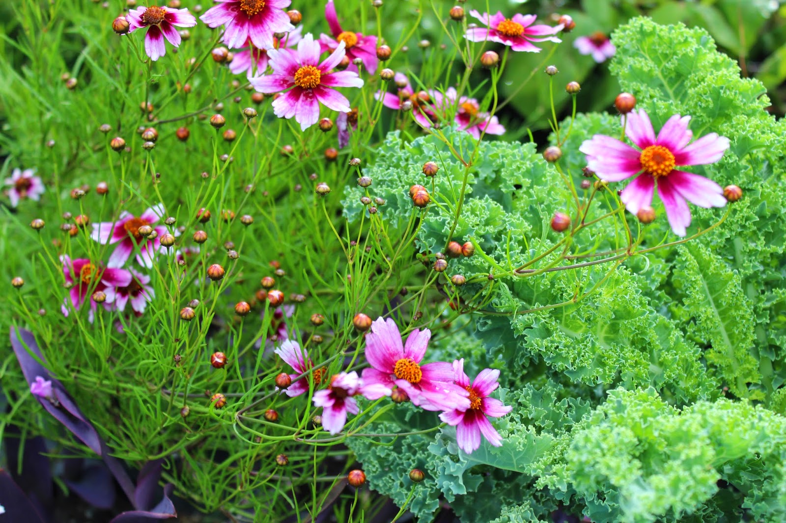 Florez Nursery: Coreopsis rosea 'Sweet Dreams'