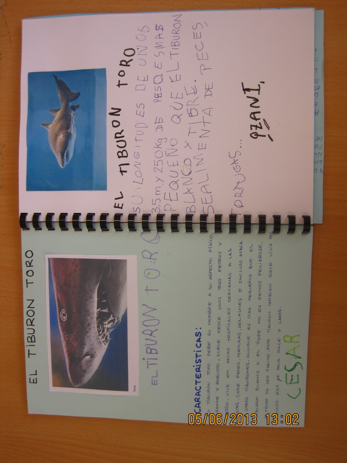 infantilvillaespesa: PROYECTO: LOS TIBURONES