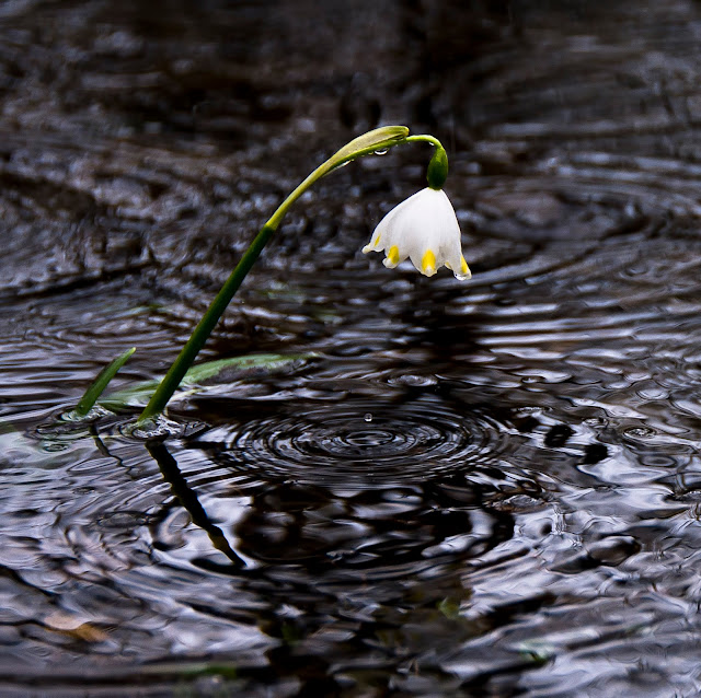Történetek képekkel: Tavaszi tőzike