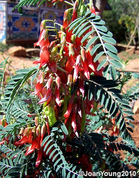 Natures World of Wonder: Cancer Bush (Sutherlandia frutescens)