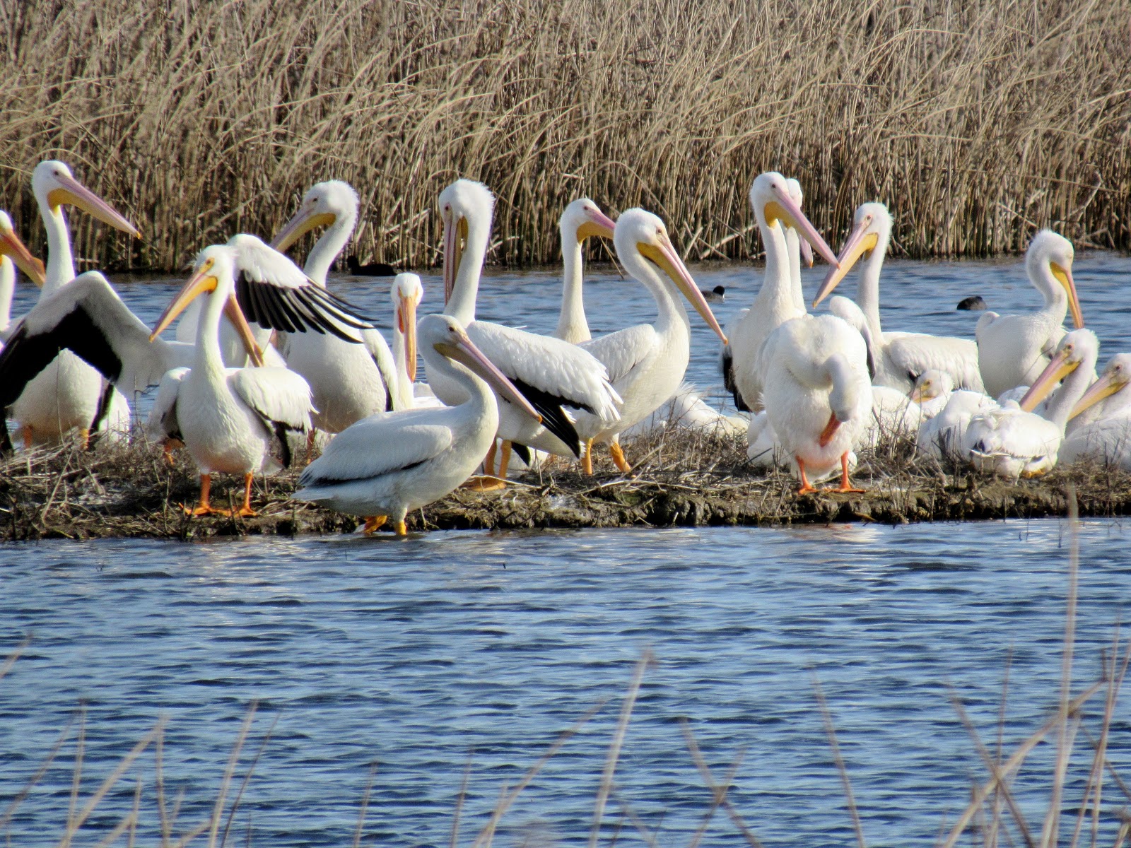 American White Pelicans: A Peek Into California's Avifaunal Past