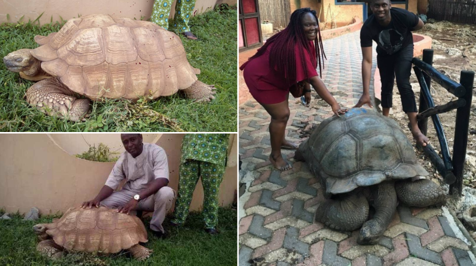 Unblievable!! - World Oldest Turtle Aged 330 Years Discovered In ...