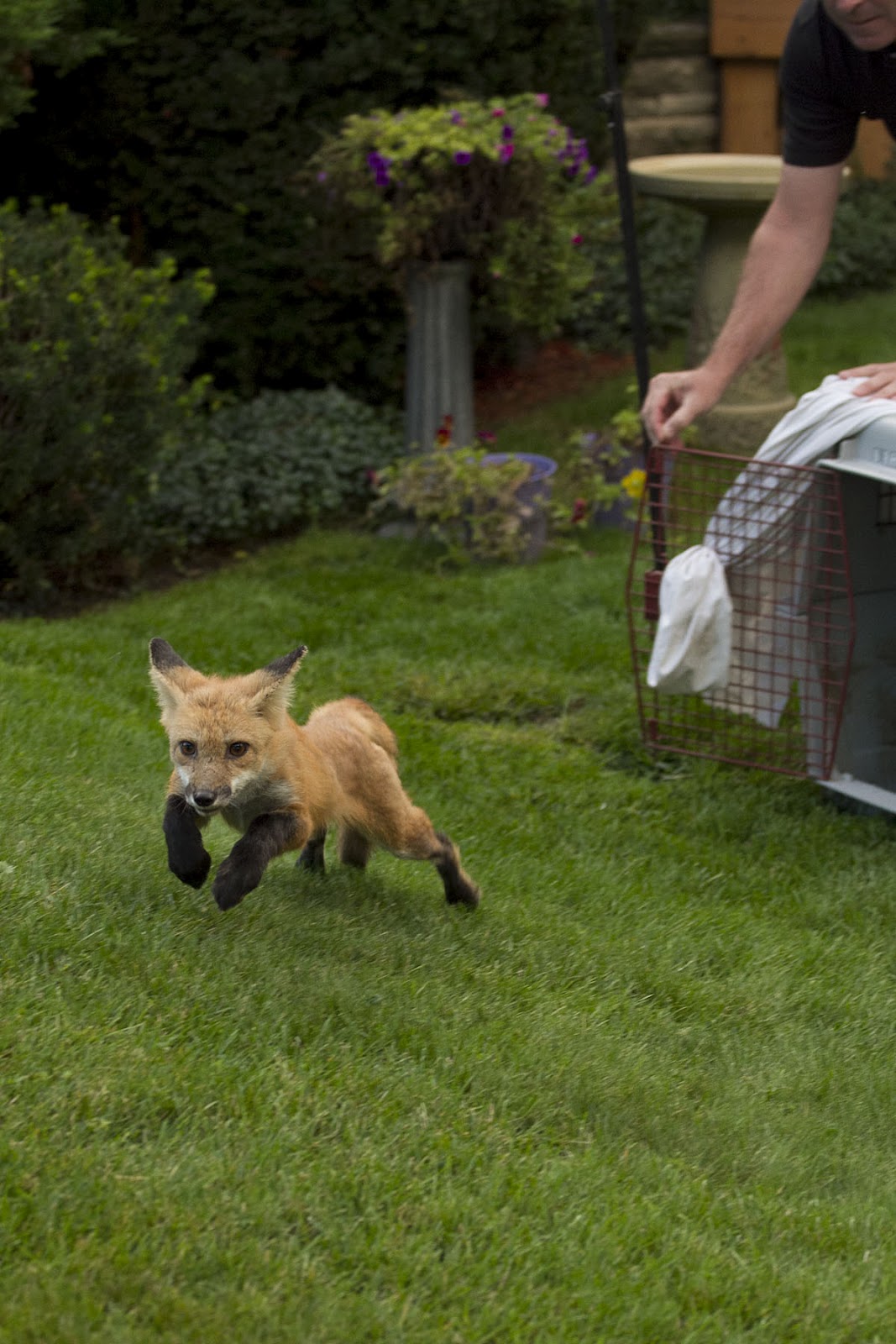 Ann Brokelman Photography: Red Fox - Treatment for Mange - Release a ...