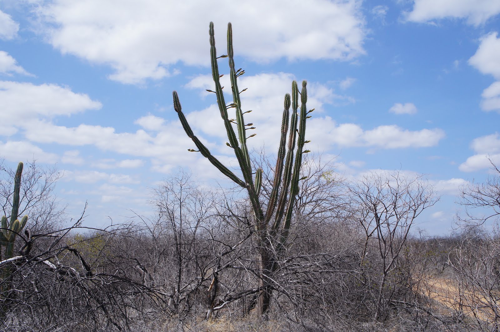 Fatos e Fotos da Caatinga: A floração do mandacaru no Sertão
