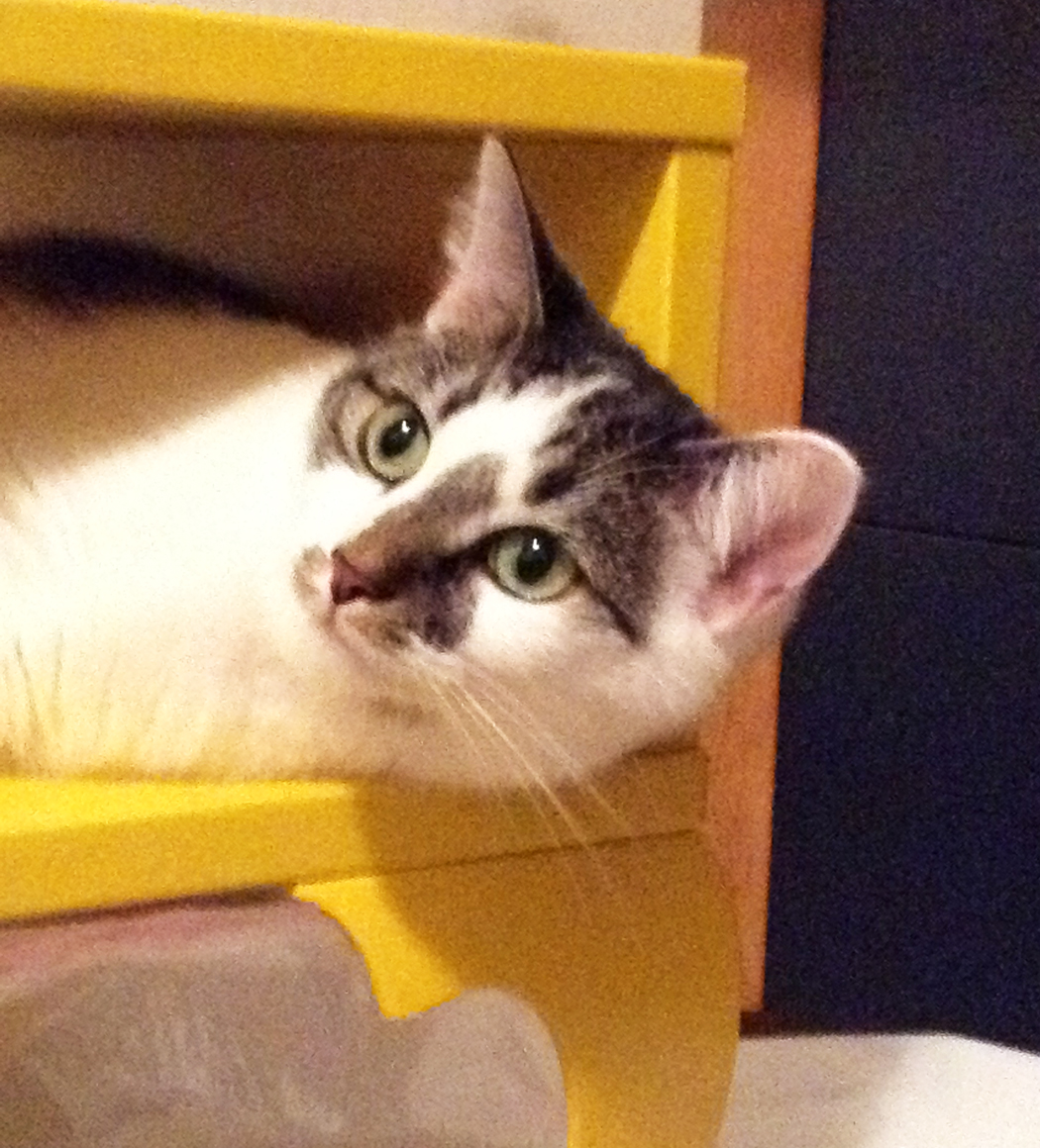 The Objects of Design: Pickles and posing