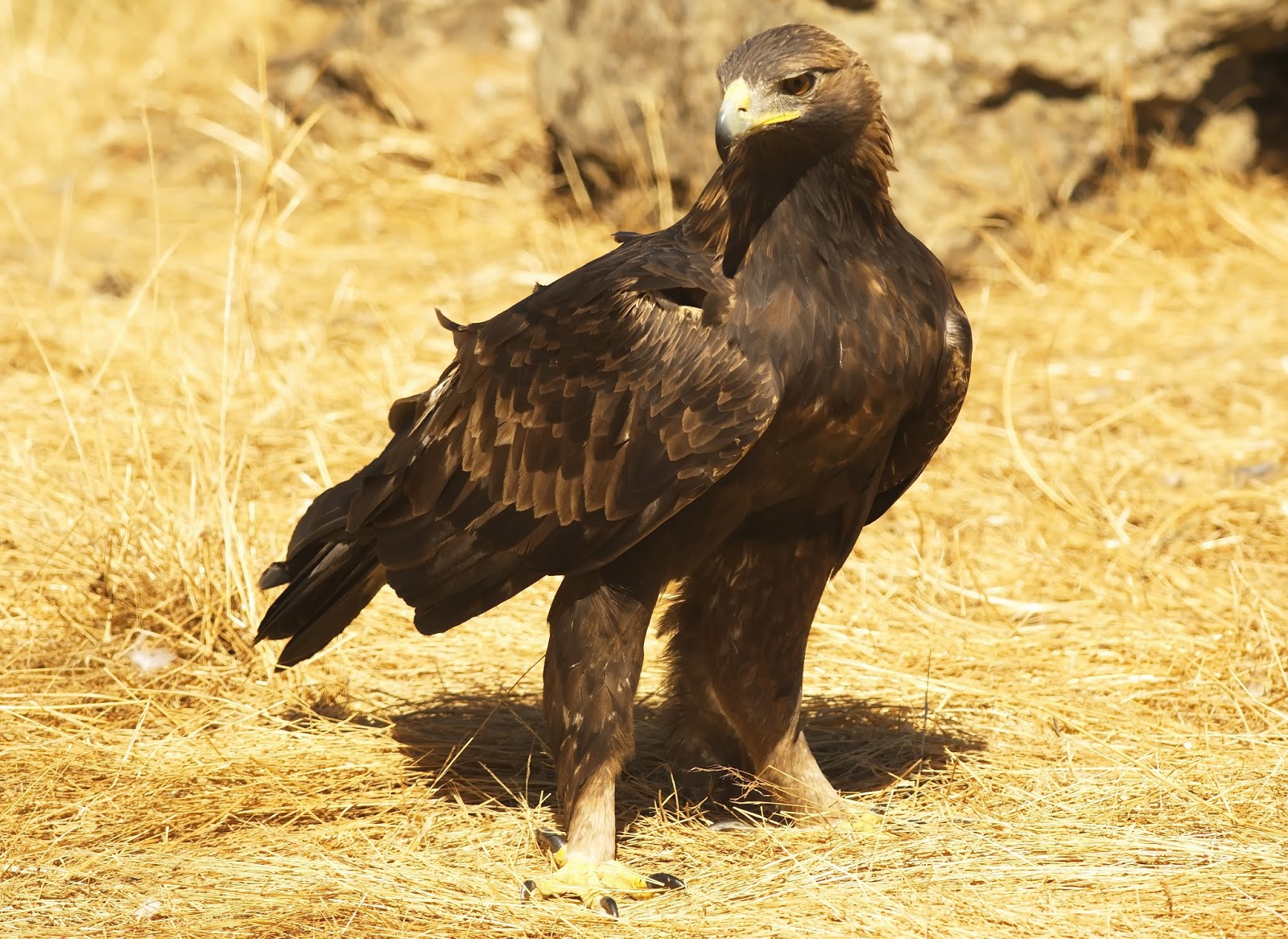 Pozo Alcón Digispaco: Águila Real.