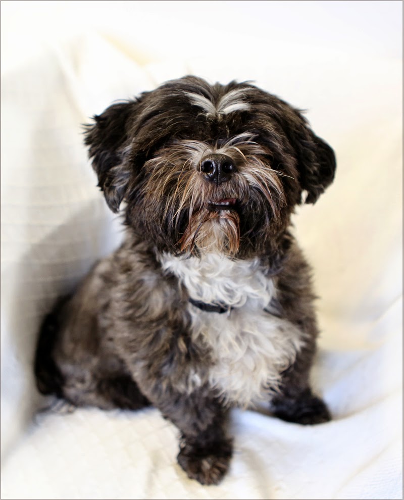 Shelter Dogs of Portland: "PUDDLES" mellow compact fellow