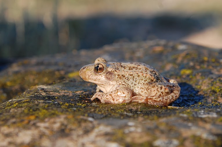 Espacio dedicado a la naturaleza: Sapo partero (Alytes obstetricans)