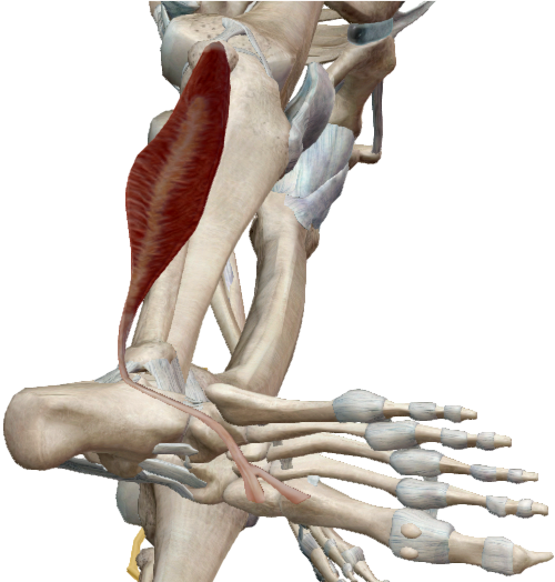 VAMO A ESTUDIAR MEDICINA: MÚSCULOS DE LA PIERNA