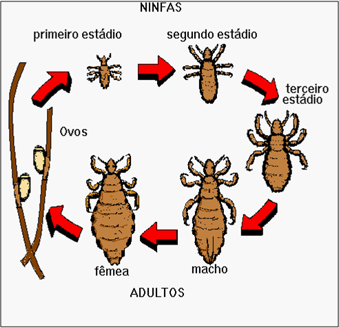 O que você sabe sobre o Piolho?
