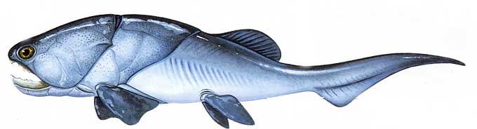 Cusevi y Pemaco: PALEOZOICO