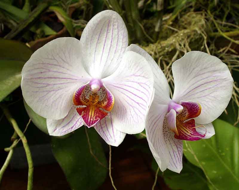 Best Flower's Care: ORCHIDACEAE