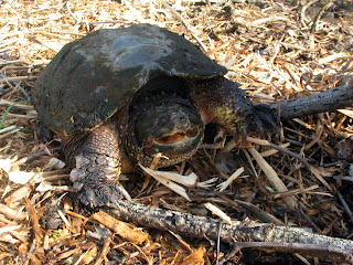 Dundas Valley Outdoors: Keep An Eye Out For the Turtles