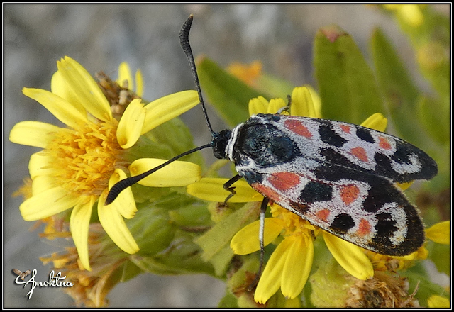 Biodiversitat del Marquesat: de febrer 2018