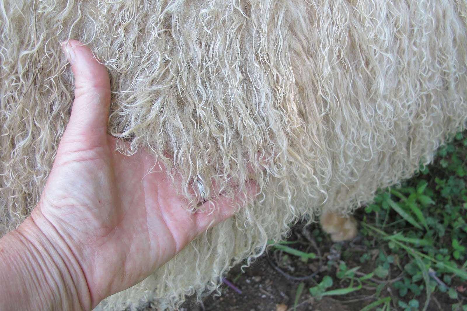 FarmGirl's Homestead Sheep: Finnsheep and Gulf Coast Natives