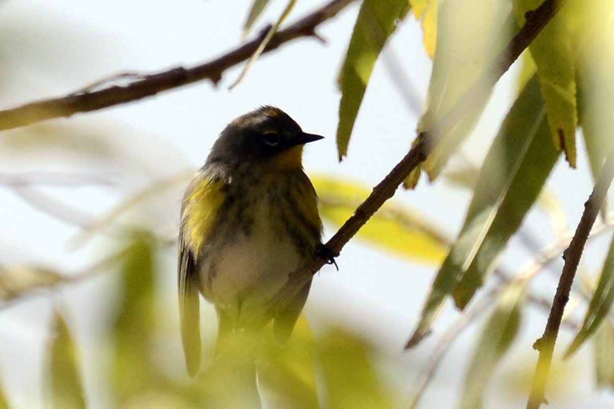 The Nature of Framingham: Warblers and Woodpeckers Out West