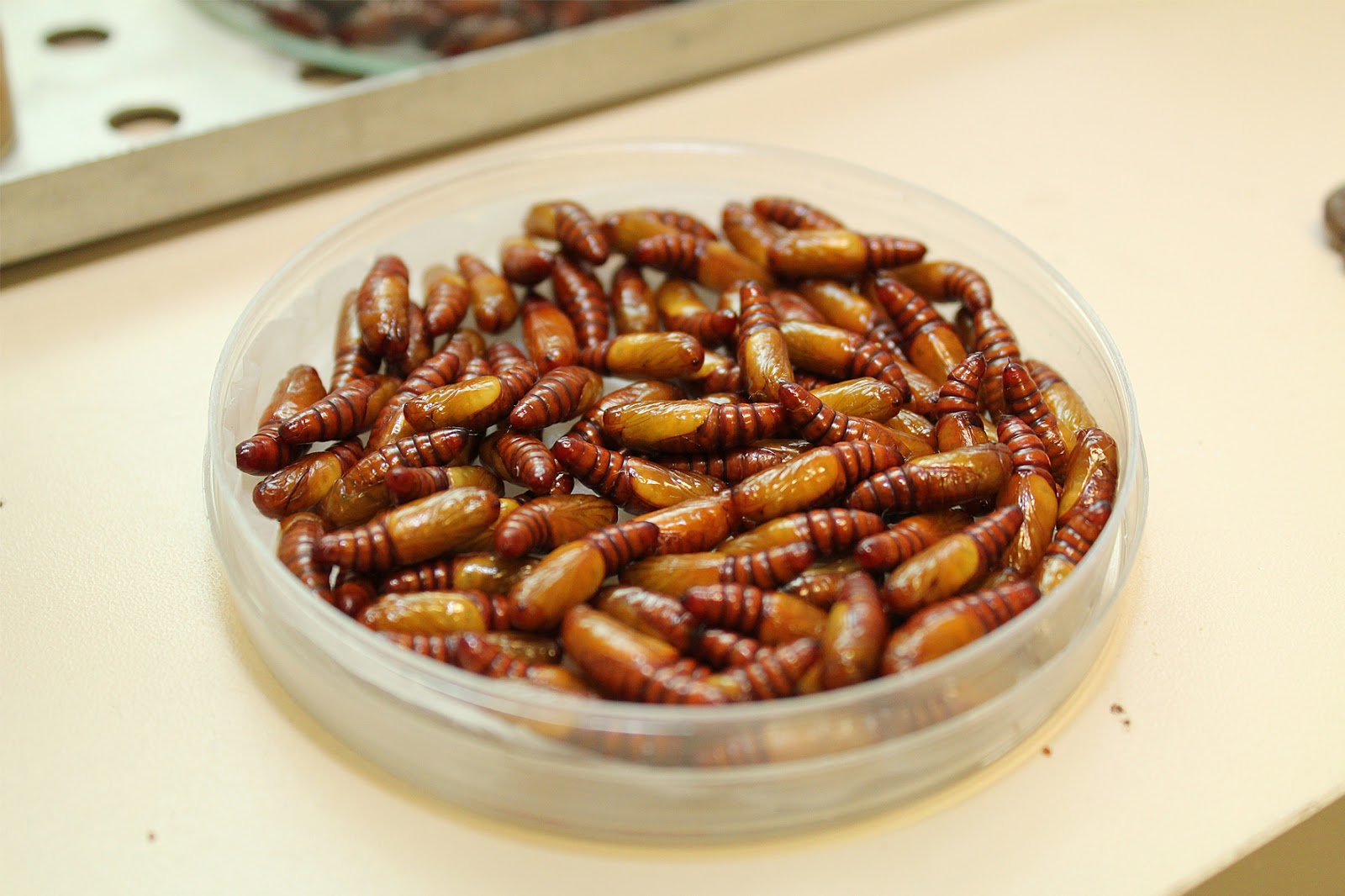 Ki Otário!: FIQUE SABENDO - Comer insetos faz bem à saúde?