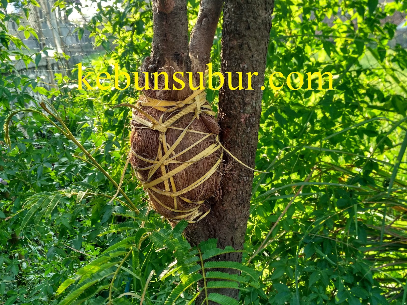 Cara Mencangkok yang Baik dan Benar. | BUDIDAYA TUMBUHAN