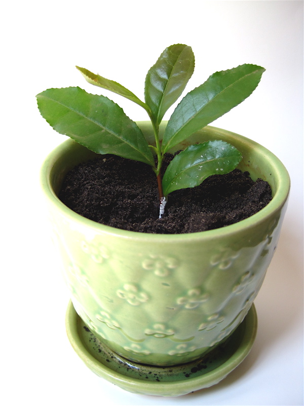 Tea With Friends: Propagating tea