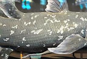 Blog de la Vida Prehistórica: Los Sarcopterigios