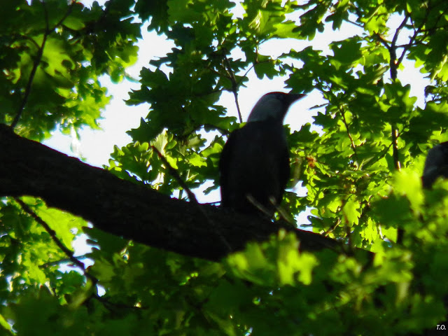 PASARI DIN ROMANIA: STANCUTA, Corvus monedula