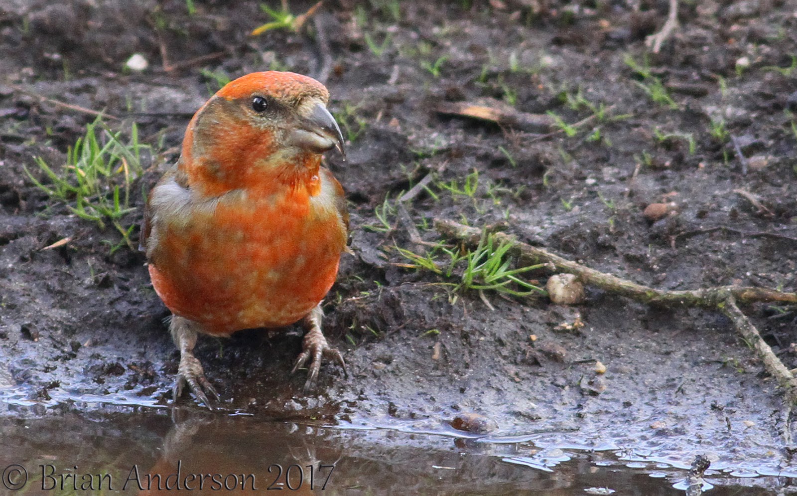 Brian's birding blog: More Stunning Crossbills