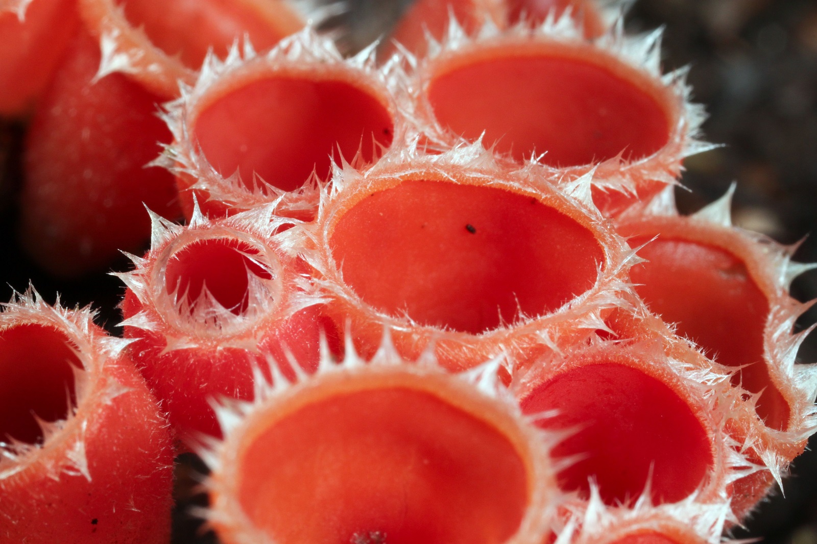 Real Monstrosities: Shaggy Scarlet Cup