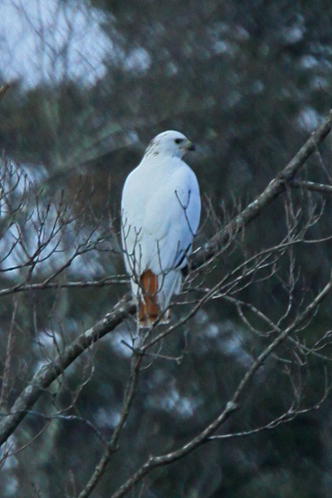 Connecticut Audubon Society: Leucistic Red-tailed Hawk