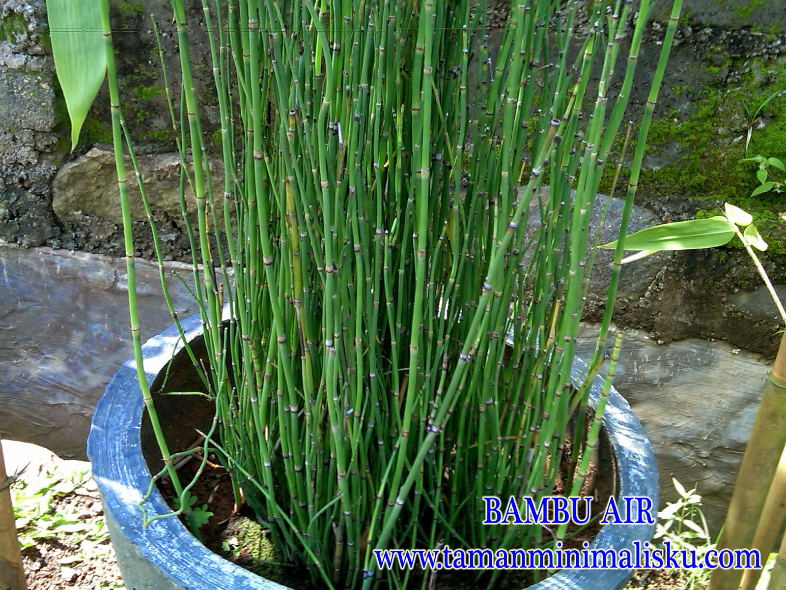 JUAL POHON BAMBU AIR