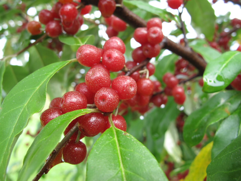 The Joyce Road Neighborhood: Autumn Olive Jam