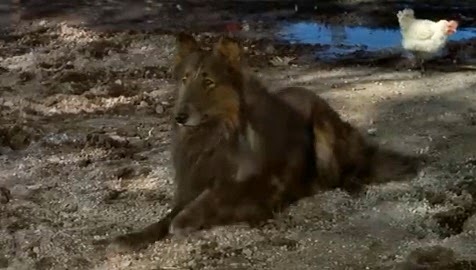 Big Jake (NGP, 1971) – Jeff Arnold’s West